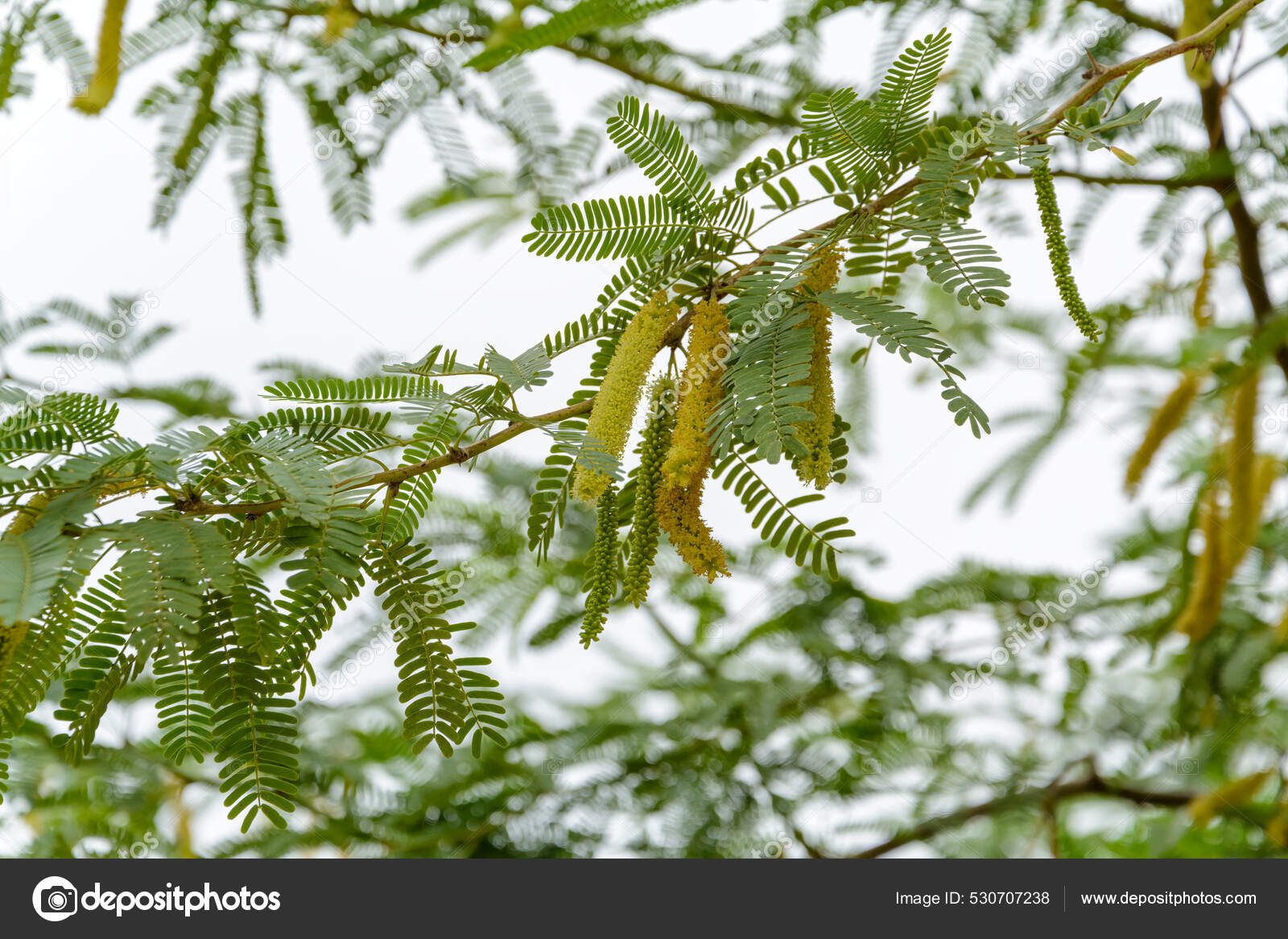 Prosopis Juliflora Bonsai