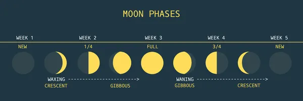 Moon Phases at Equator ⬇ Vector Image by © brook77 | Vector Stock 41269203