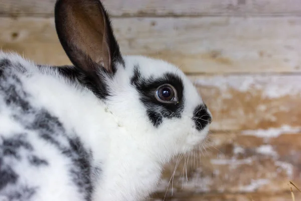 White and black hare sitting against wooden wall. Poor animal to ...