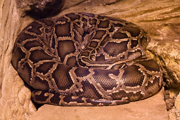 Snake — Stock Photo © Tylinek #39576655