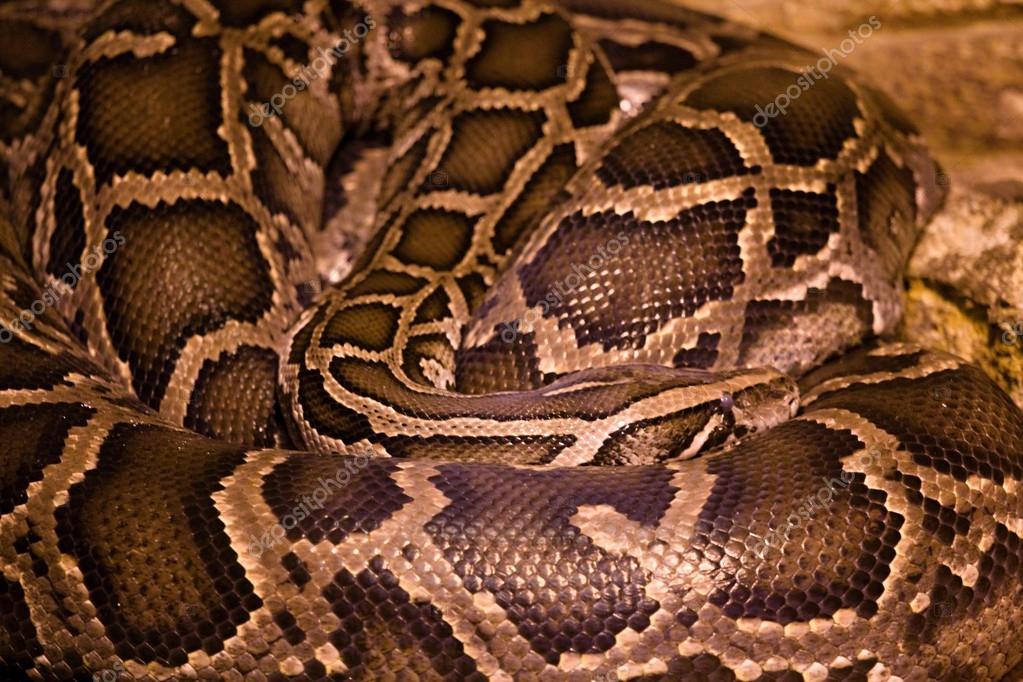 Snake Stock Photo by ©Tylinek 39573869