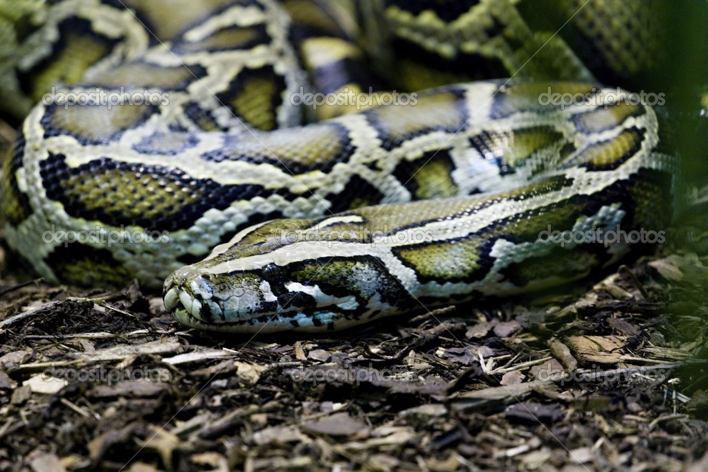 Snake Stock Photo by ©Tylinek 39576293
