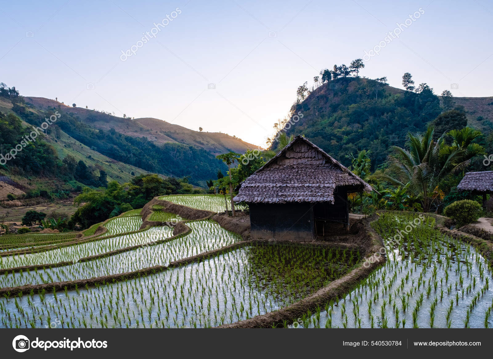 Rice fields in Northern Thailand, rice farm in Thailand, rice paddies ...
