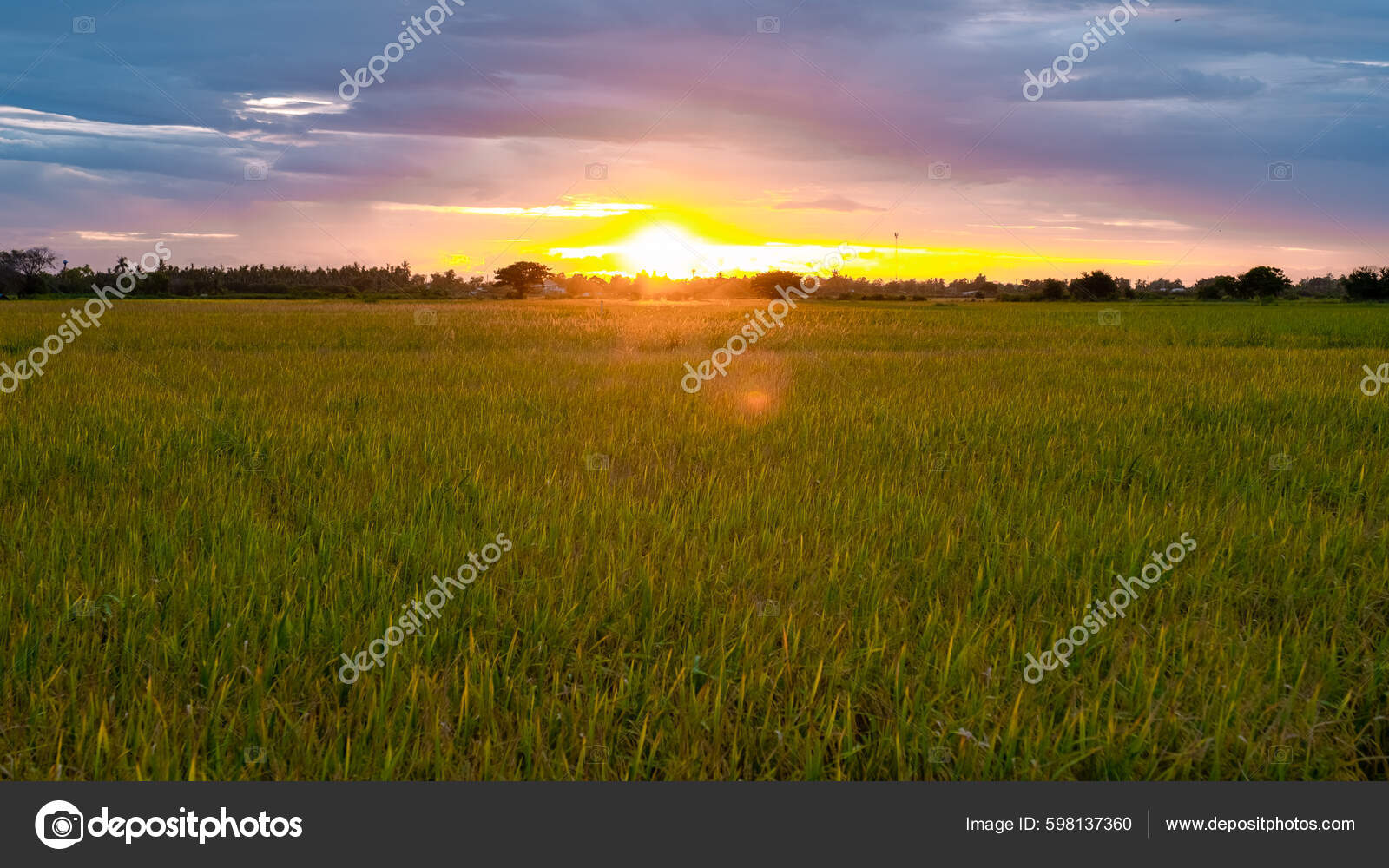 Rice Field Central Thailand Paddy Field Rice Rain Monsoon Season ...