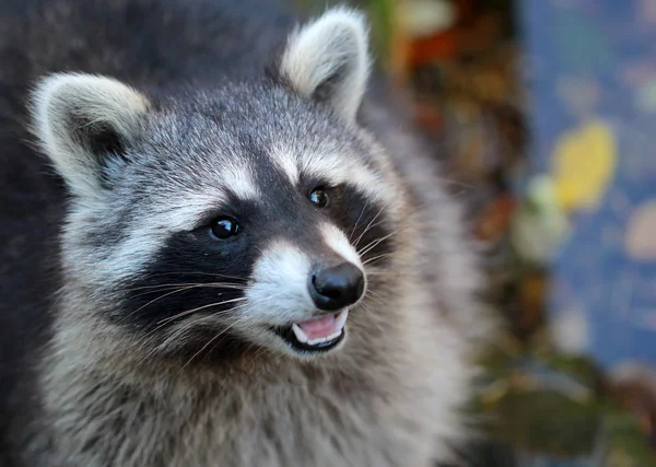 Cute grey raccoon Stock Photo by ©Northernland 39948293