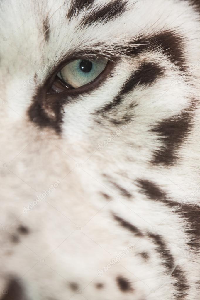 White Siberian Tiger Eyes