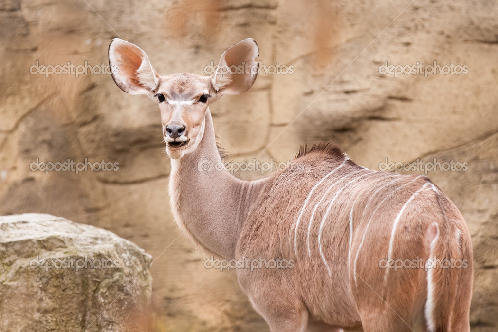 Lesser Kudu Baby