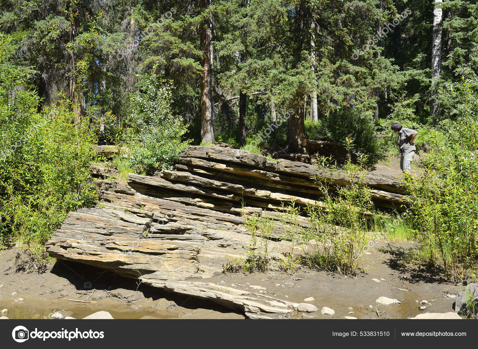 Dinosaur Trackway Ankylosaur Footprints Preserved Rock Flatbed Creek ...