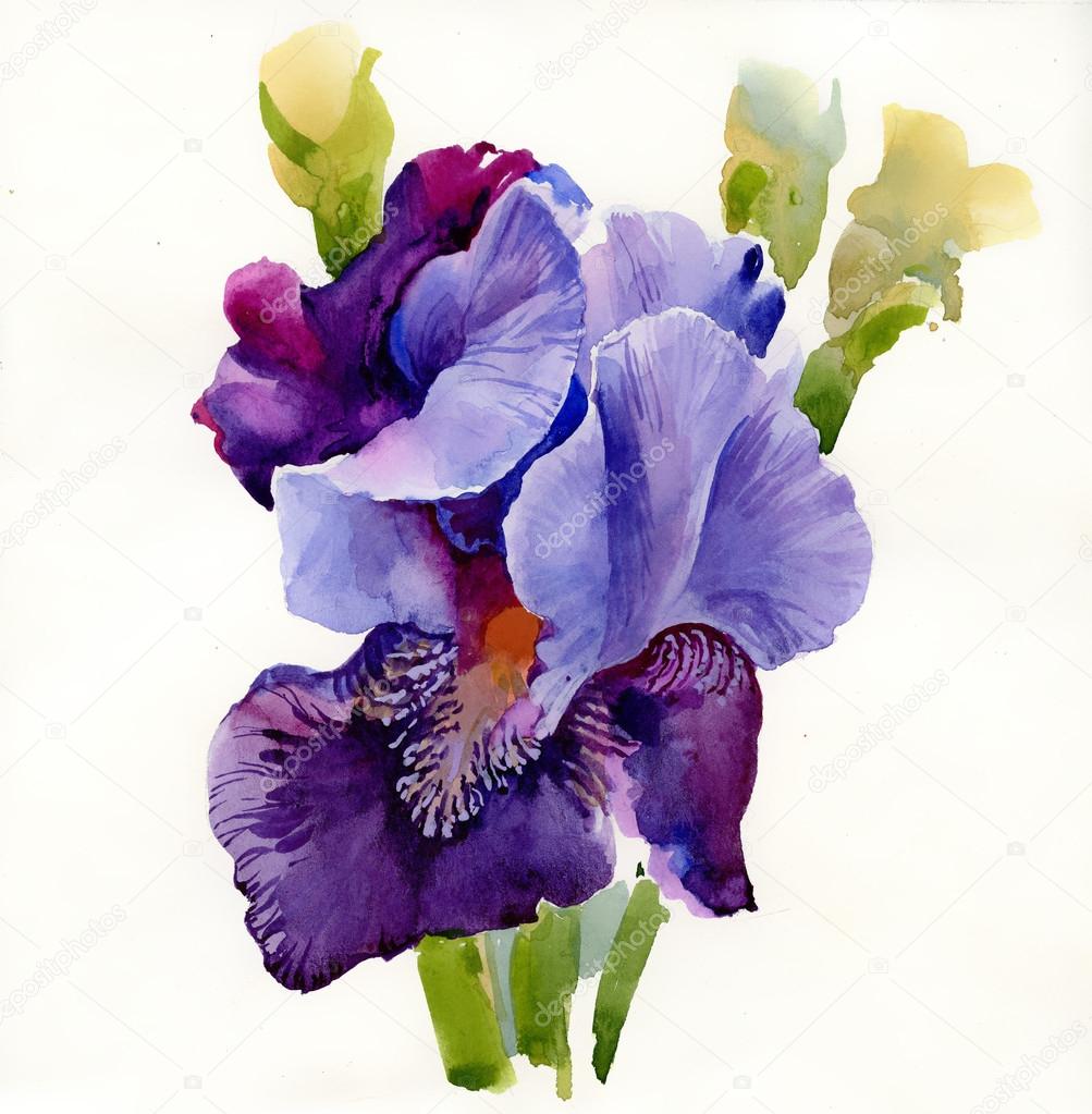 Beautiful iris painted in watercolor Stock Photo by ©Kostan-PROFF 43220221
