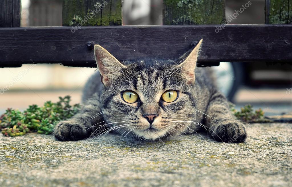 Cat on the street — Stock Photo © davidtb #39433923
