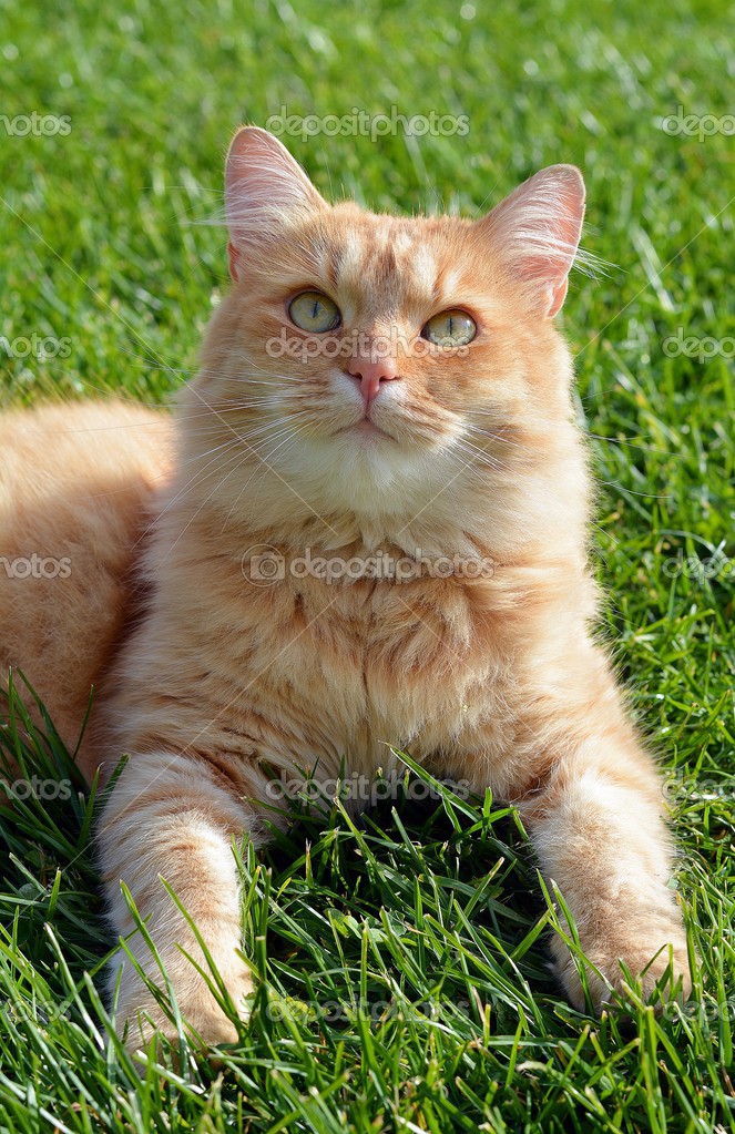 Beautiful ginger cat on the garden Stock Photo by ©davidtb 40270007