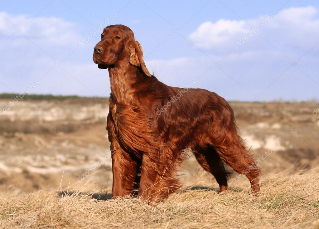 Beautiful Irish Setter Stock Photo by ©Elegant01 39959069