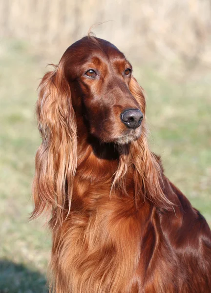 Prince charles Stock Photos, Royalty Free Prince charles Images ...