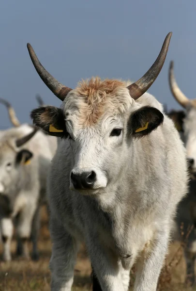 Grey cattle Stock Photos, Royalty Free Grey cattle Images | Depositphotos