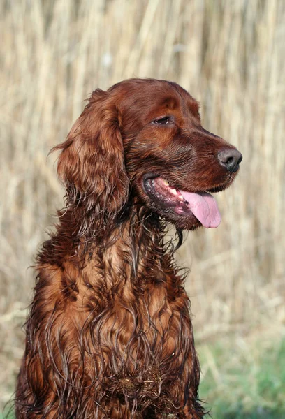 Irish setter puppy dog Stock Photo by ©profoto8213 267326566