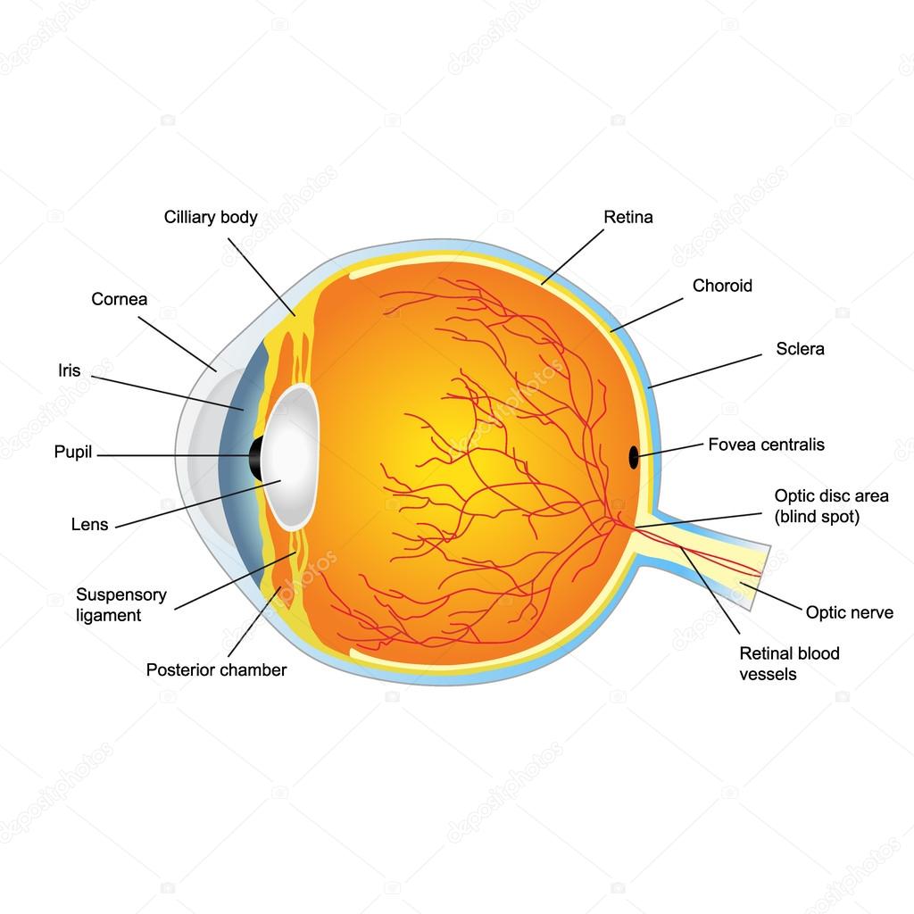 Illustrazione della struttura anatomica dell'occhio umano — Vettoriali ...