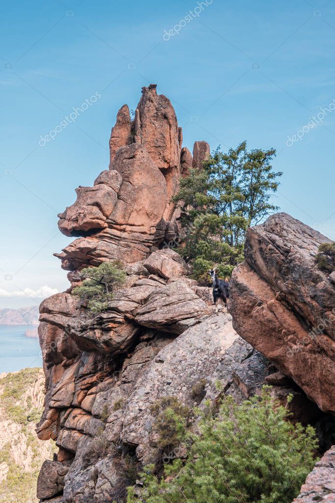 Una cabra de pie en un afloramiento rocoso en las Calanchas de Piana ...