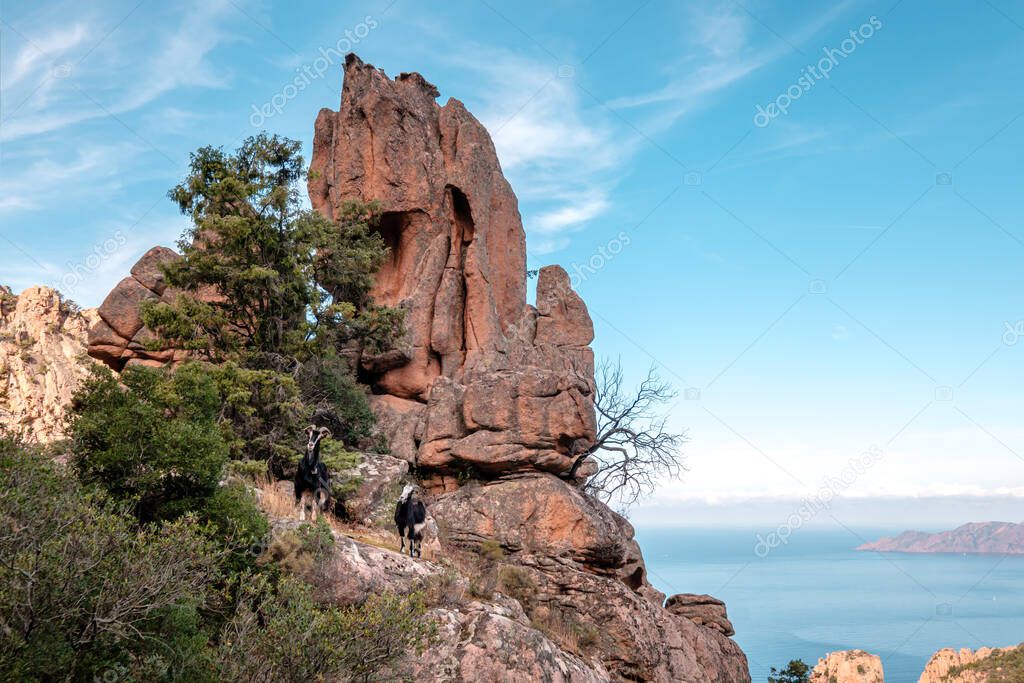 Dos cabras de pie en un afloramiento rocoso en las Calanchas de Piana ...
