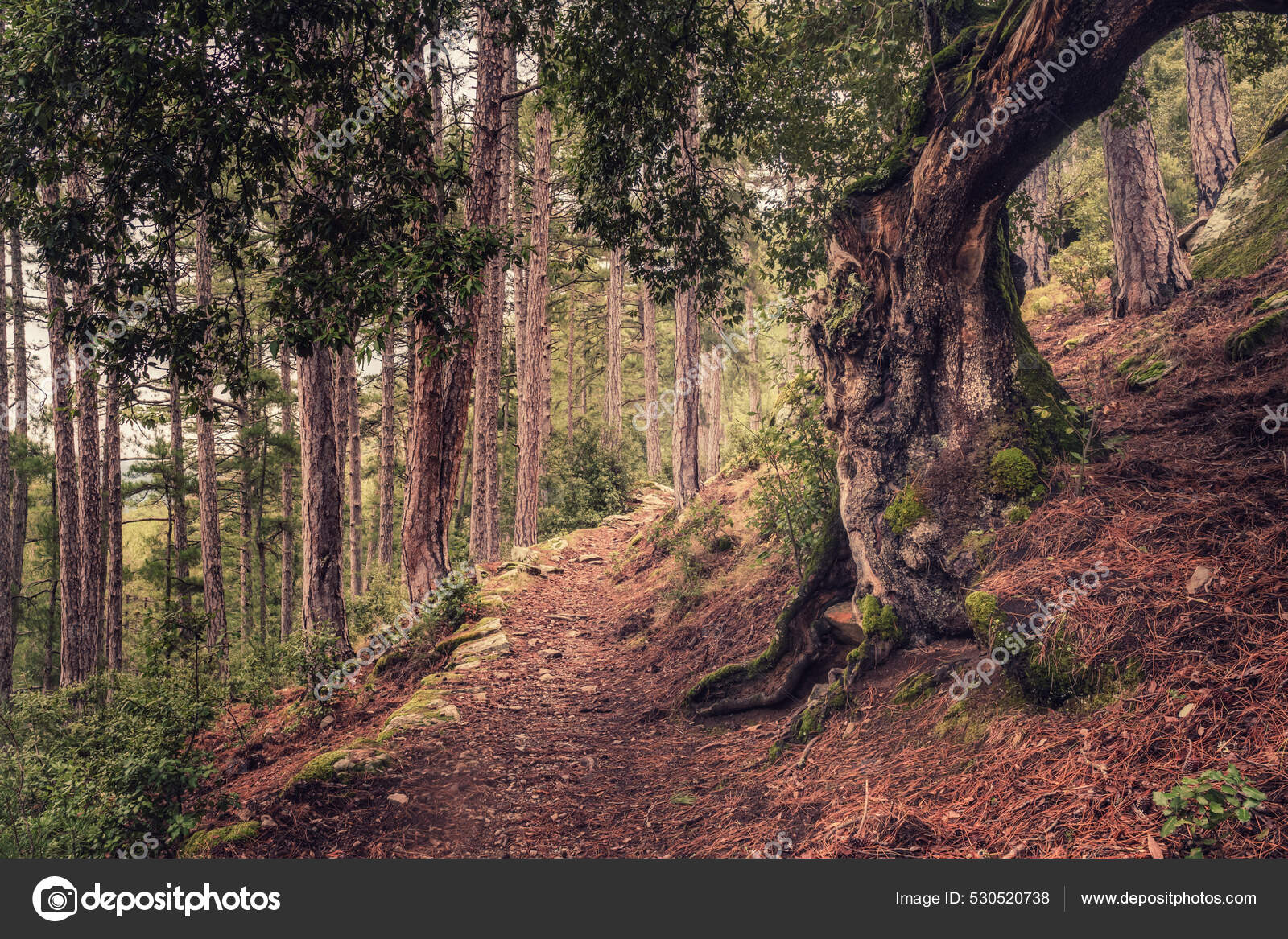Track Leading Twisted Old Tree Tall Pine Trees Tartagine Forest Stock ...