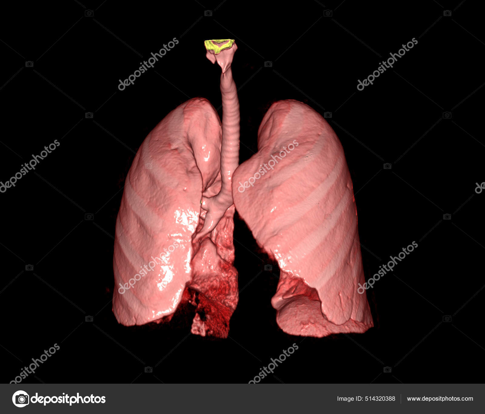 Rendu Poumon Humain Montrant Système Respiratoire image libre de droit ...