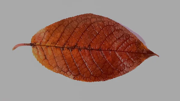 One leaf Stock Photos, Royalty Free One leaf Images | Depositphotos