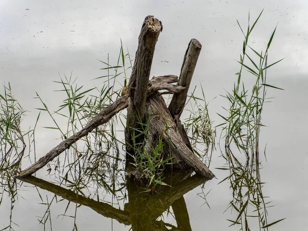 Swamp piles Stock Photos, Royalty Free Swamp piles Images | Depositphotos