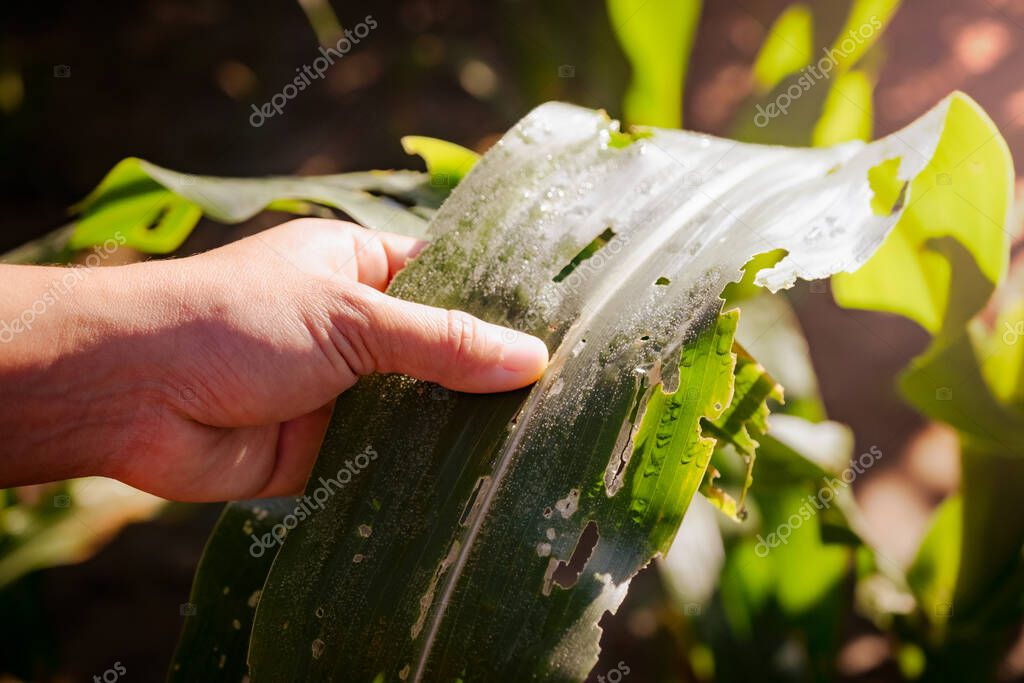 La agricultora asiática inspecciona las hojas de maíz en un campo para ...