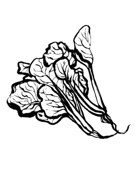 Pechay Clipart Black And White