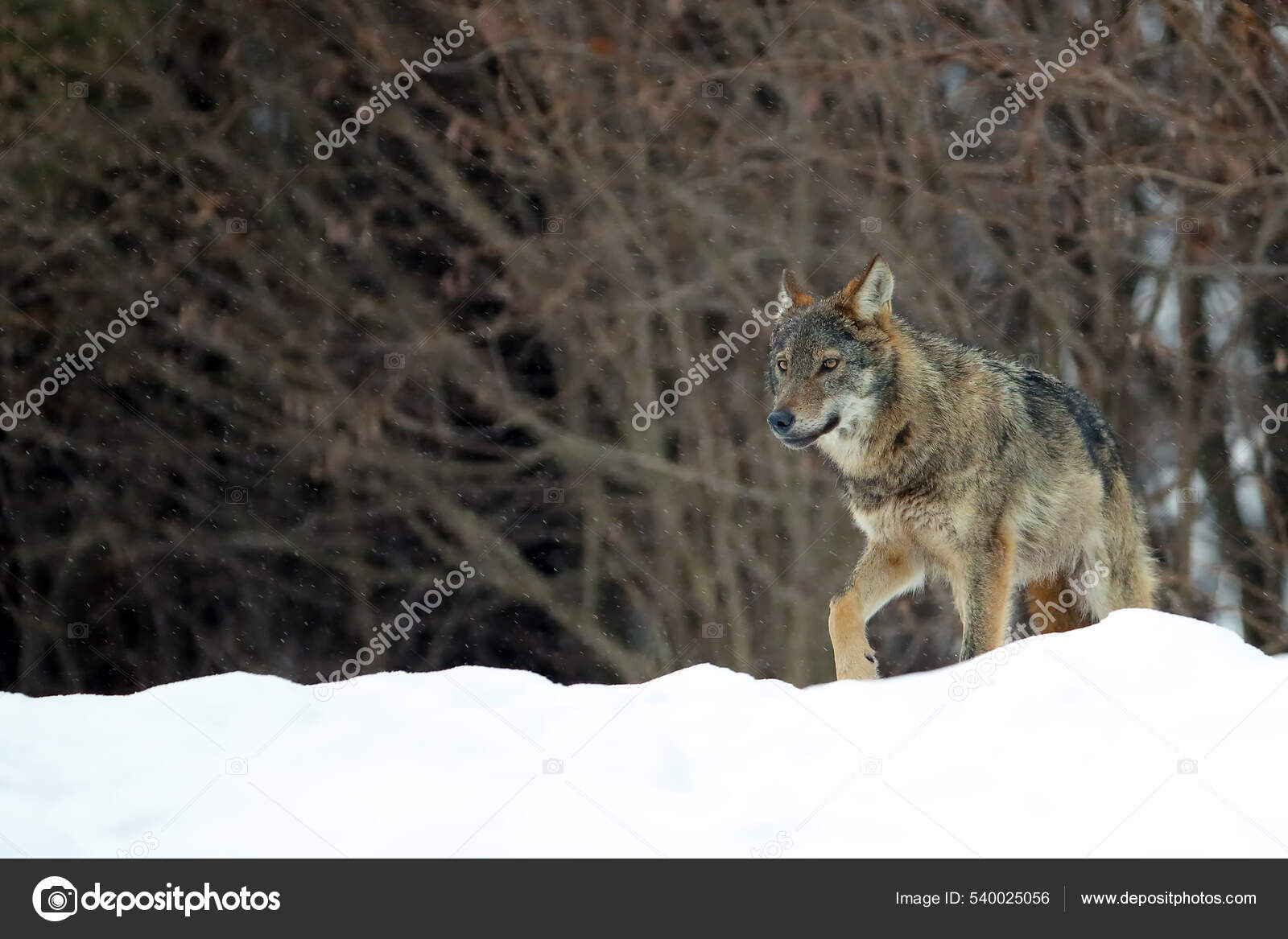 Carpathian Wolf