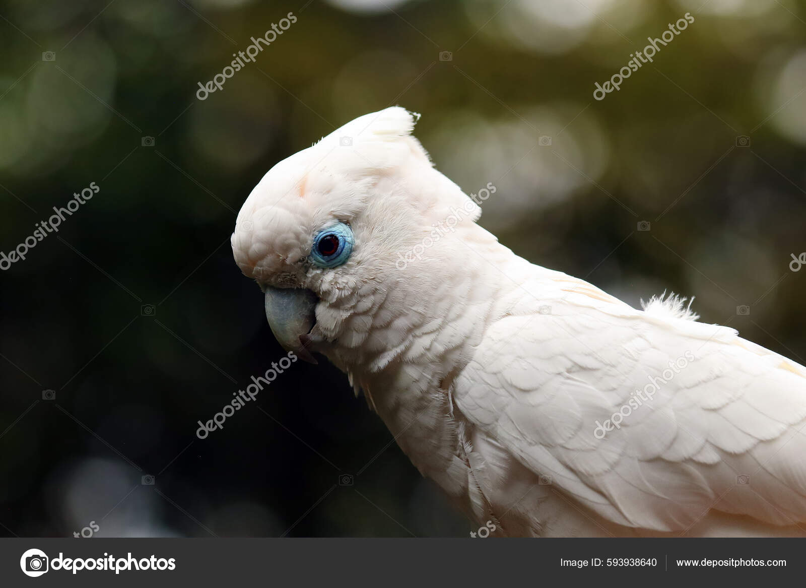 Ducorps Cockatoo