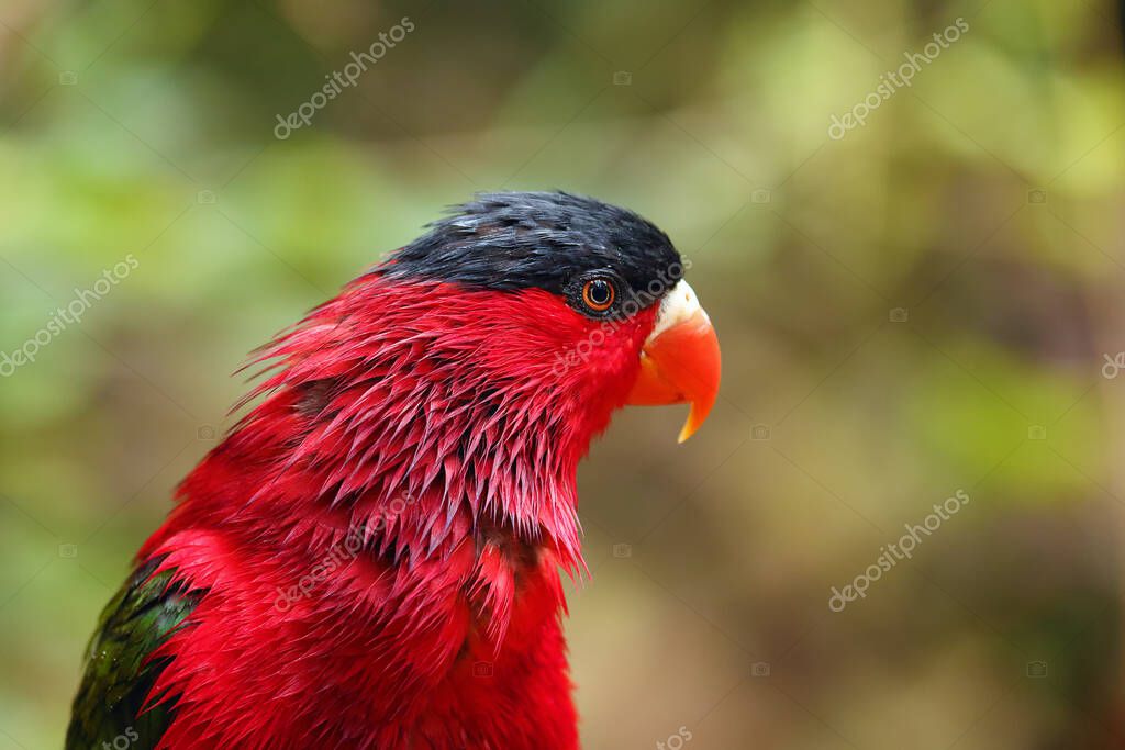 The purple-bellied lory (Lorius hypoinochrous vittatus), portrait of a ...
