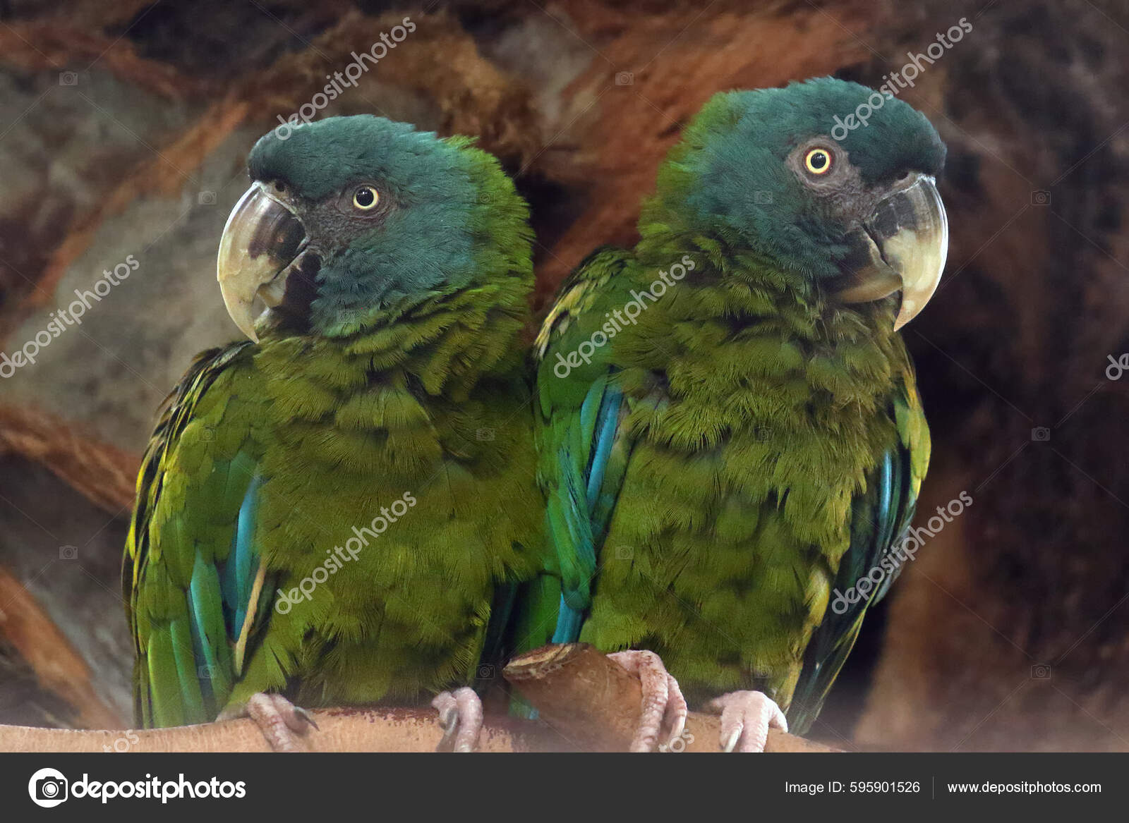 Large Blue Amazonian Parrot