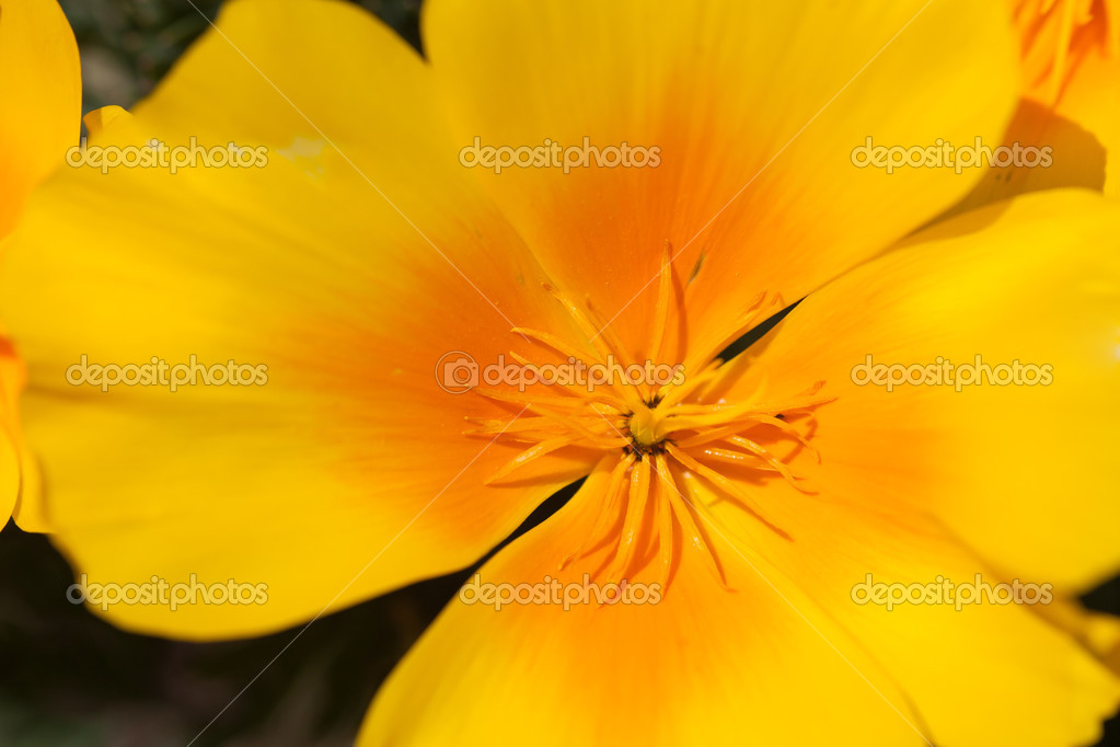 Close up of the inner part of yellow flower Stock Photo by ©dechevm ...