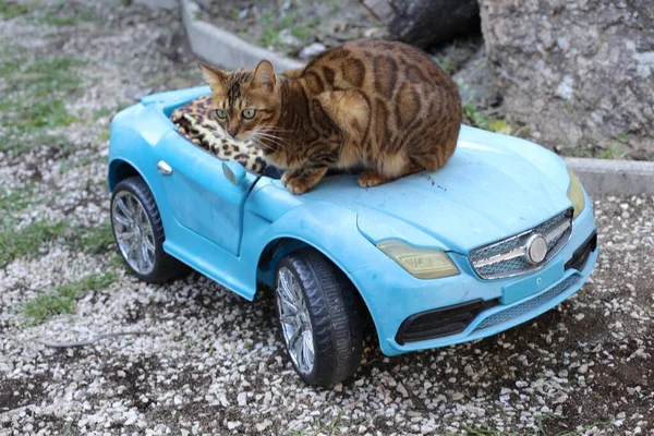 Gato conduciendo coche fotos de stock, imágenes de Gato conduciendo ...