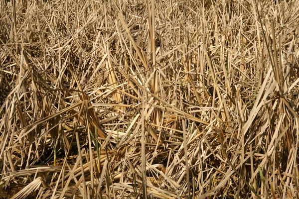 Praga de culturas Stock Photos, Royalty Free Praga de culturas Images ...