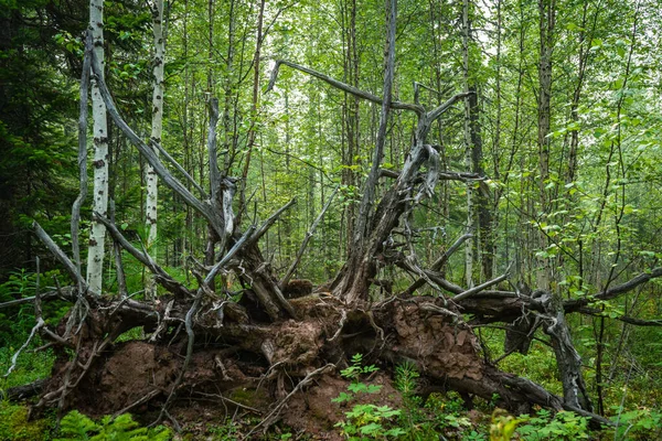 Konstrukce les Stock Photos, Royalty Free Konstrukce les Images ...