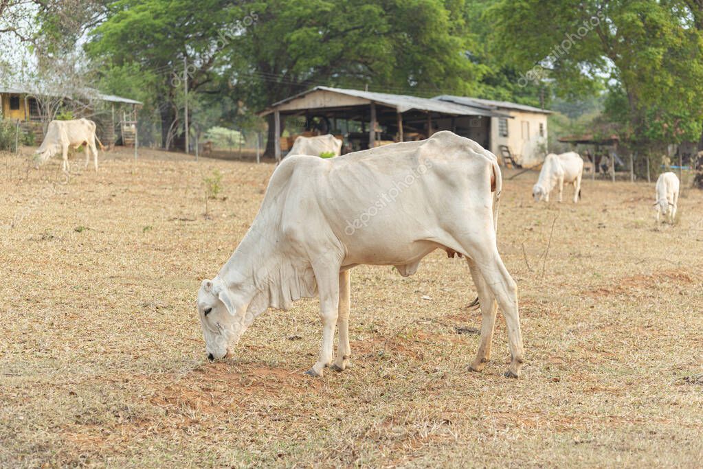 Vaca comiendo hierba en una granja de pastos en el campo de Brasil ...