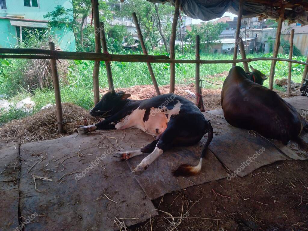 vaca más grande del mundo, vaca más grande del mundo 2022, precio de la ...