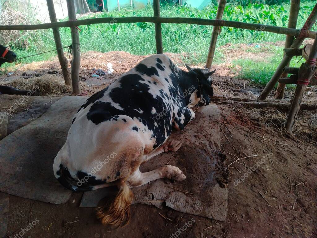 vaca más grande del mundo, vaca más grande del mundo 2022, precio de la ...