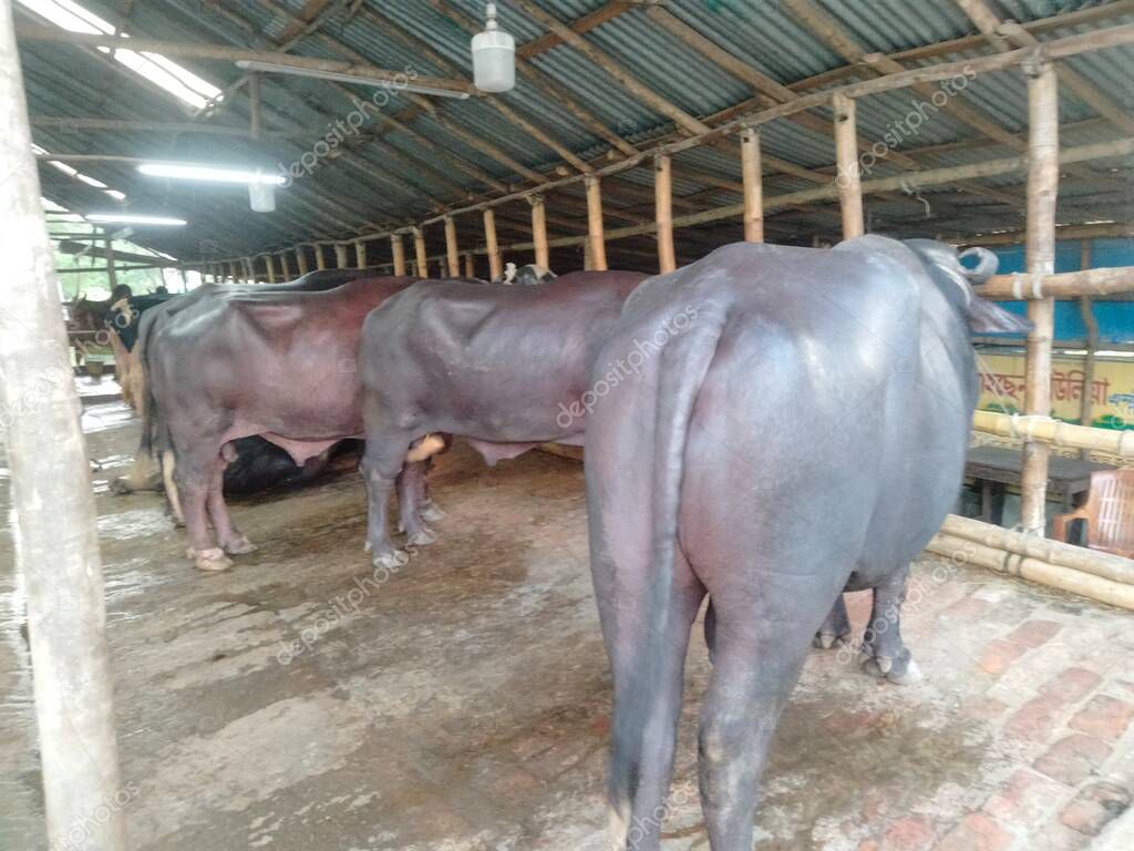 vaca más grande del mundo, vaca más grande del mundo 2022, precio de la ...