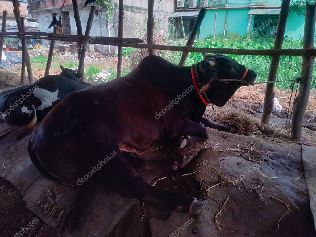 vaca más grande del mundo, vaca más grande del mundo 2022, precio de la ...