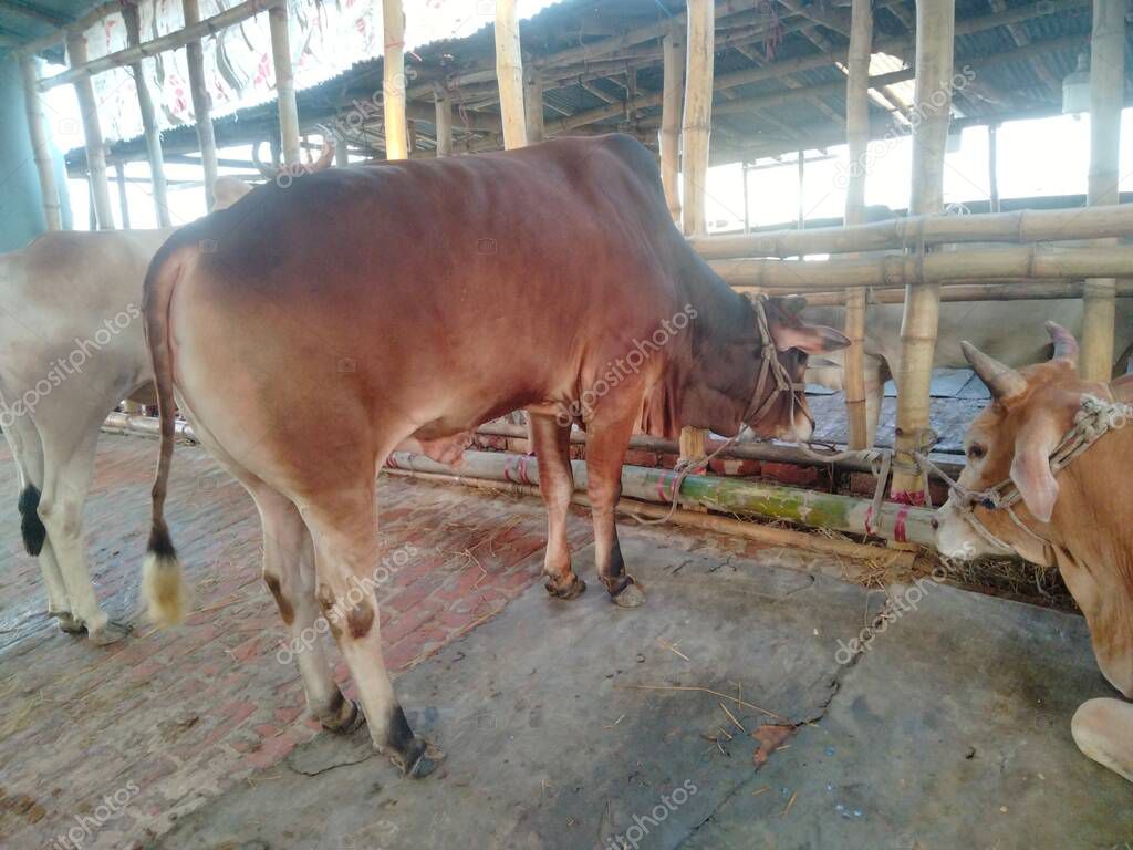 vaca más grande del mundo, vaca más grande del mundo 2022, precio de la ...