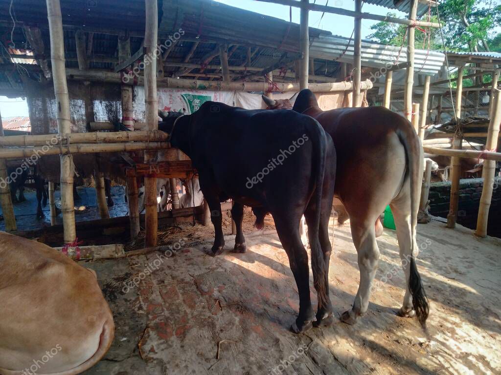 vaca más grande del mundo, vaca más grande del mundo 2022, precio de la ...