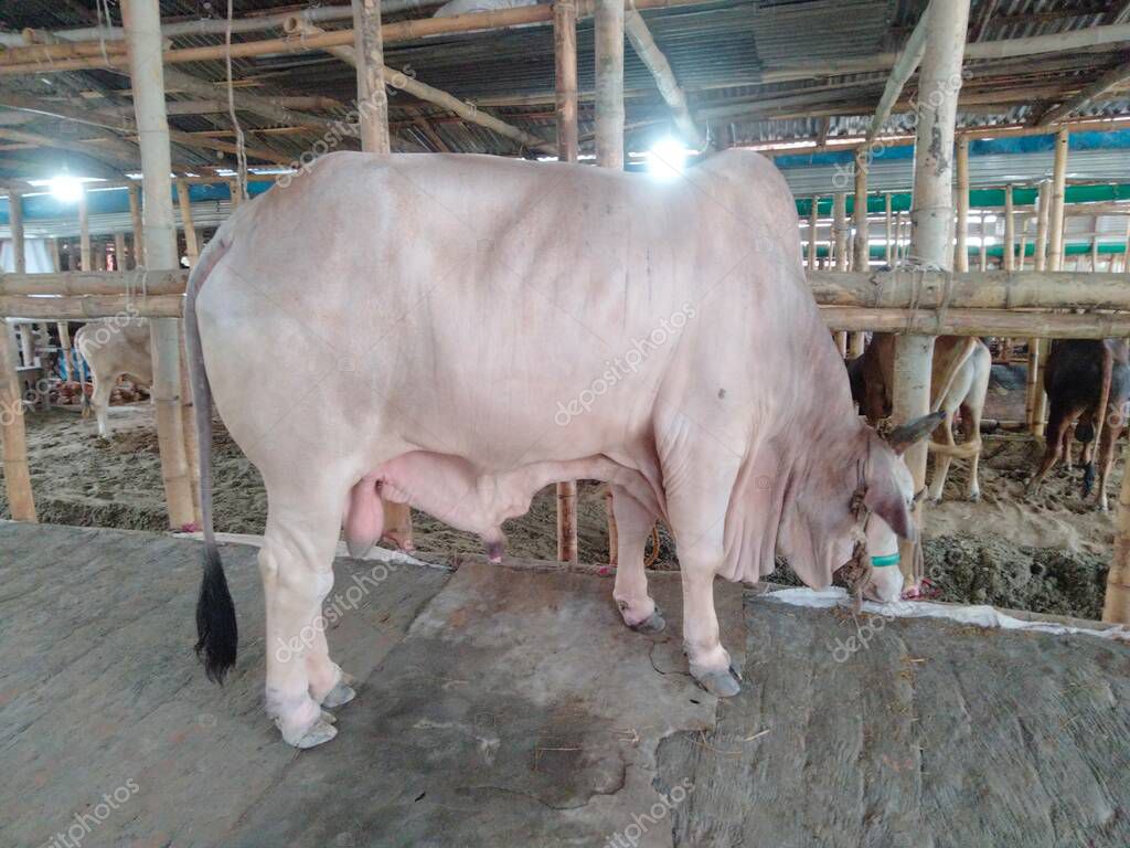 vaca más grande del mundo, vaca más grande del mundo 2022, precio de la ...