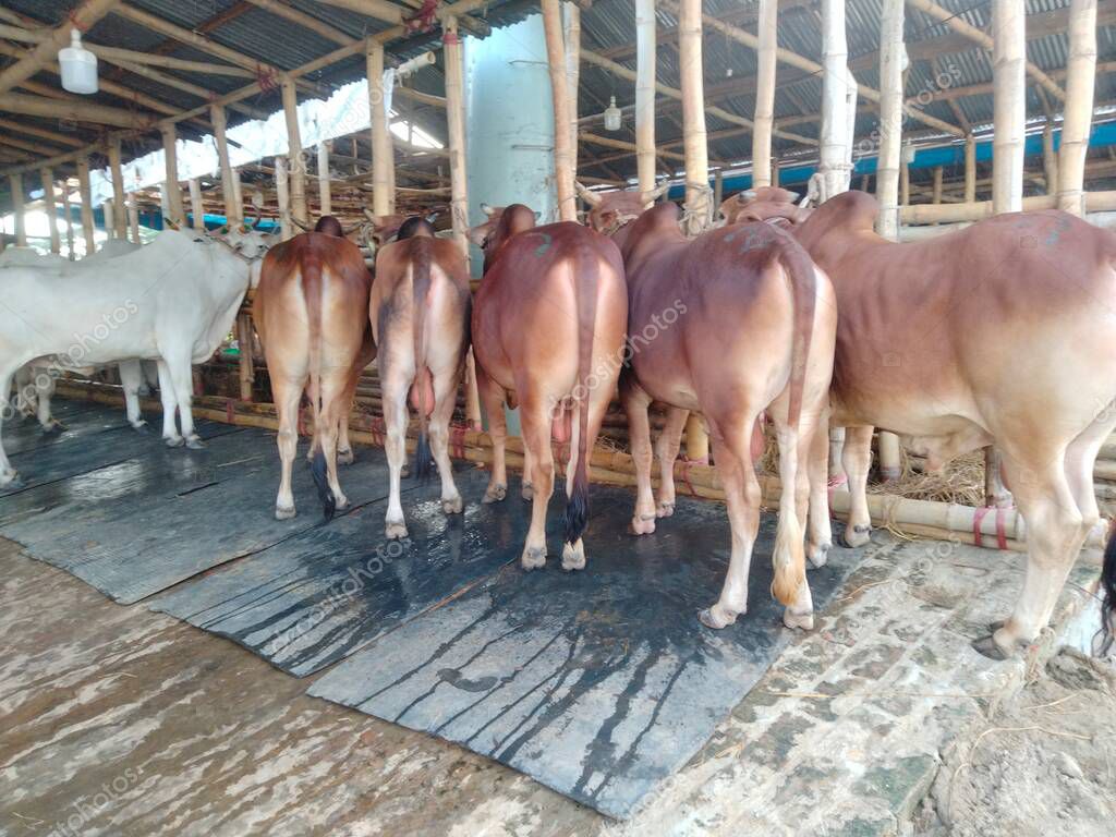 vaca más grande del mundo, vaca más grande del mundo 2022, precio de la ...