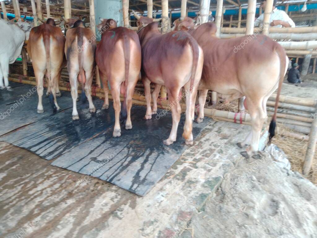 vaca más grande del mundo, vaca más grande del mundo 2022, precio de la ...