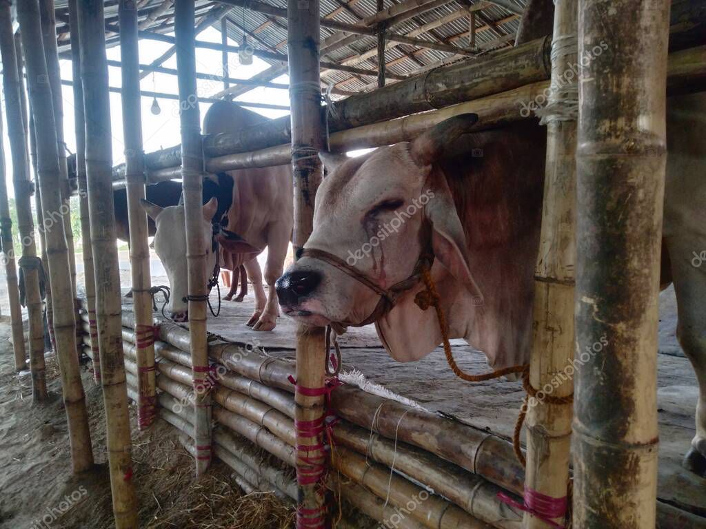 vaca más grande del mundo, vaca más grande del mundo 2022, precio de la ...