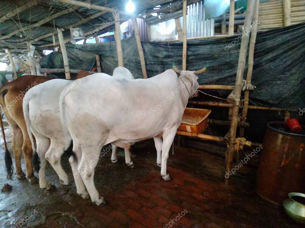 vaca más grande del mundo, vaca más grande del mundo 2022, precio de la ...