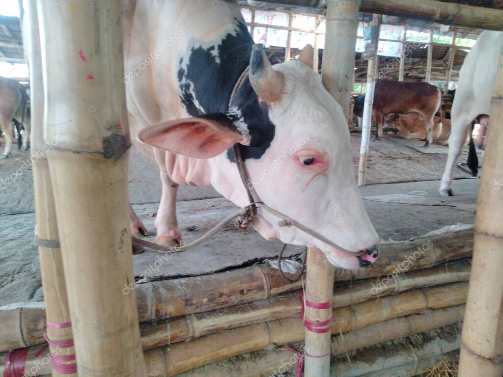 vaca más grande del mundo, vaca más grande del mundo 2022, precio de la ...