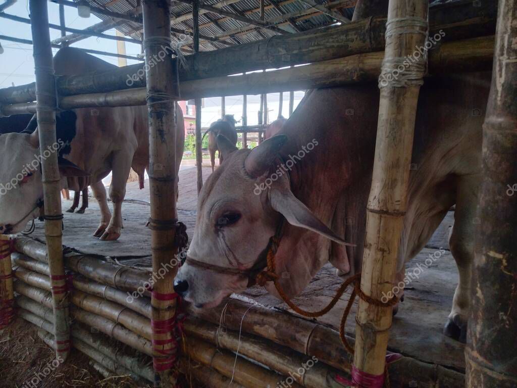 vaca más grande del mundo, vaca más grande del mundo 2022, precio de la ...